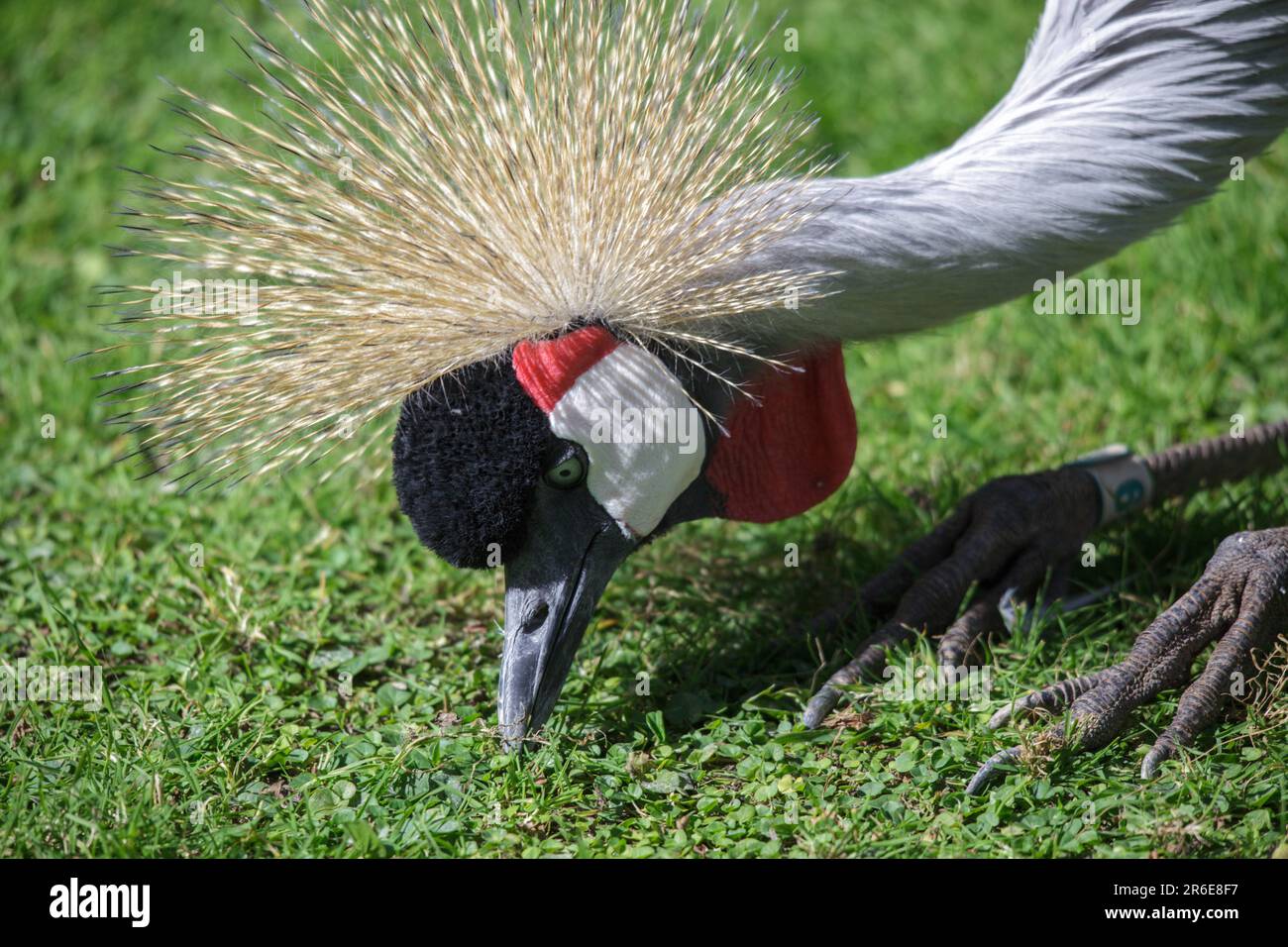 Black Crowned Crane searching for food Stock Photo - Alamy