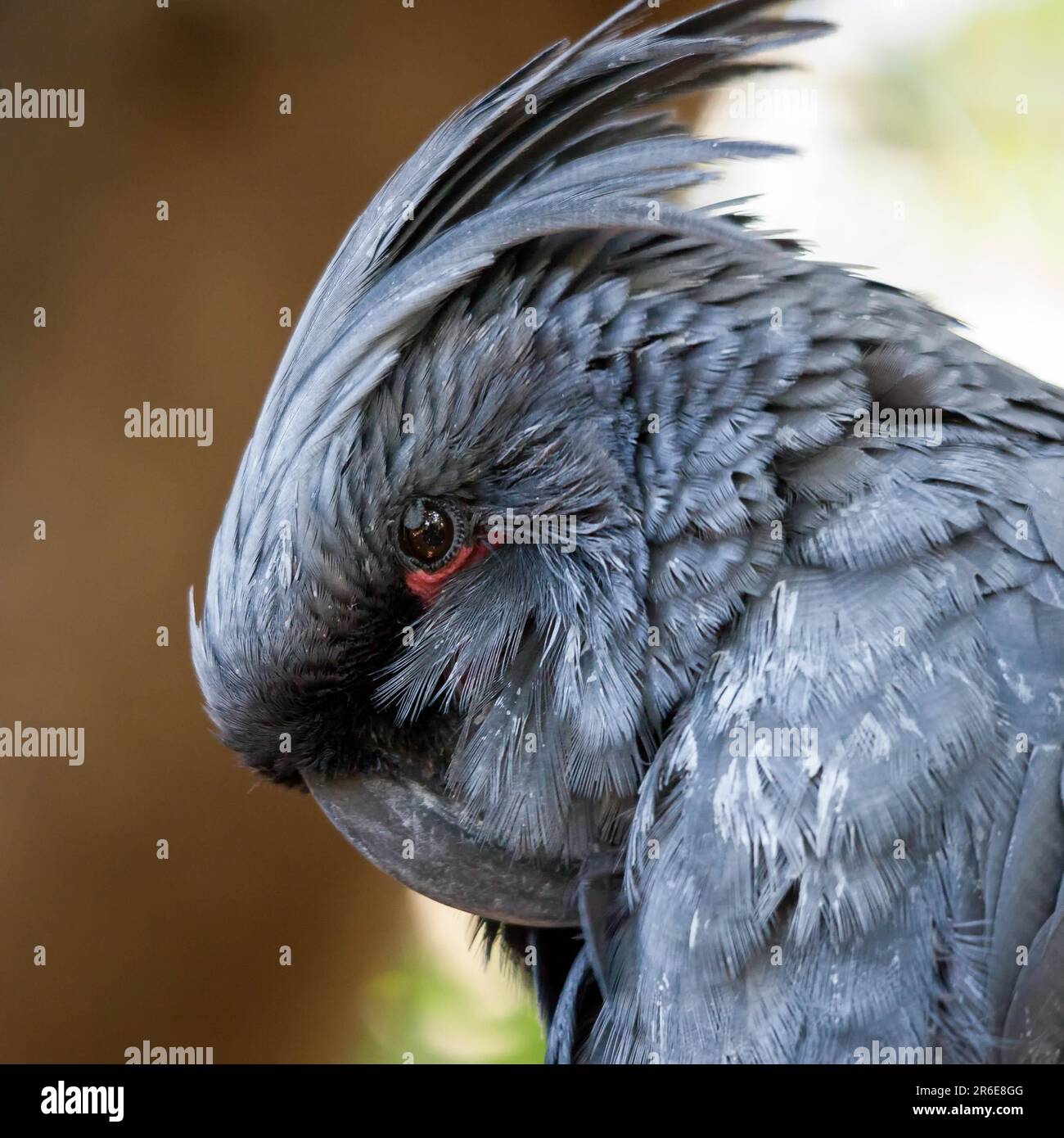 Red and grey cockatoo hi-res stock photography and images - Alamy