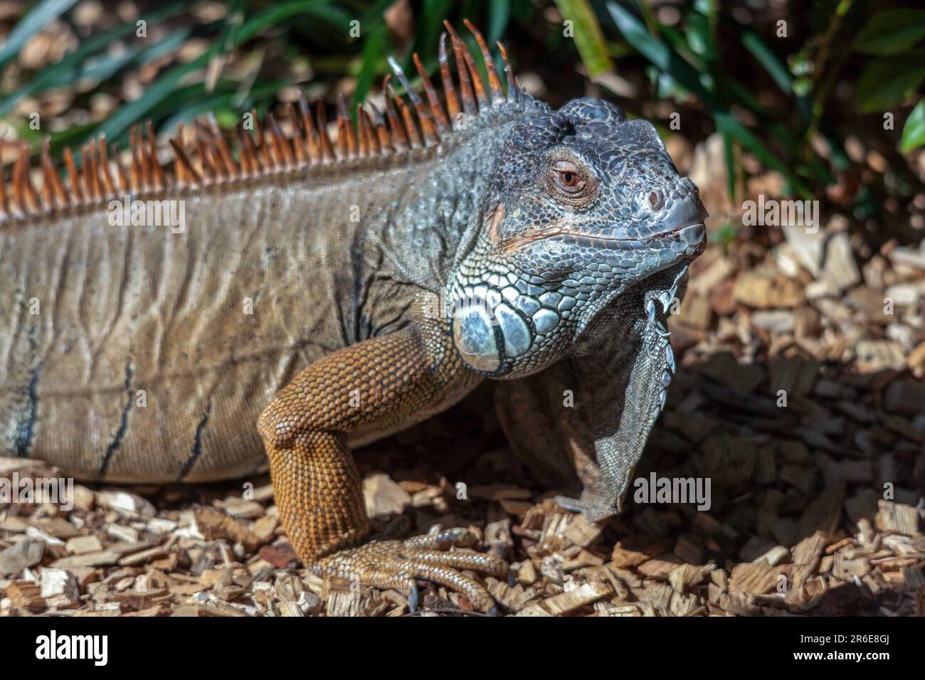 Iguana at Loro Parque Zoo Stock Photo - Alamy