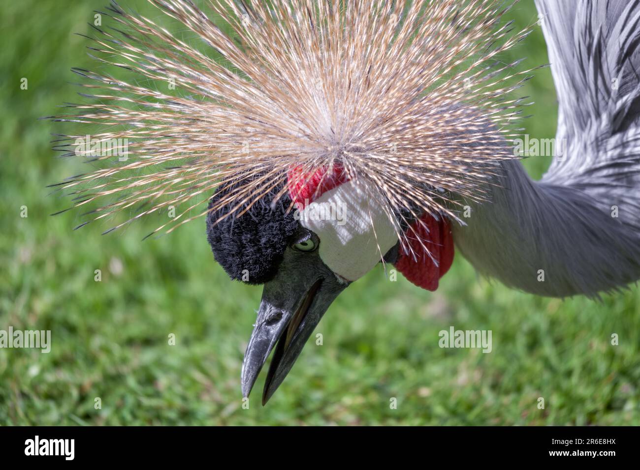 Black Crowned Crane searching for food Stock Photo - Alamy