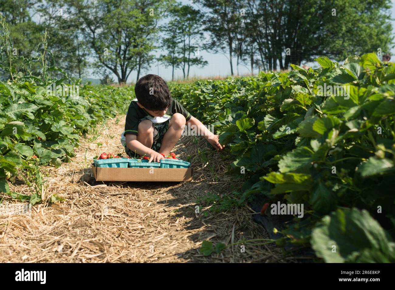 Boy berry picking hi-res stock photography and images - Alamy