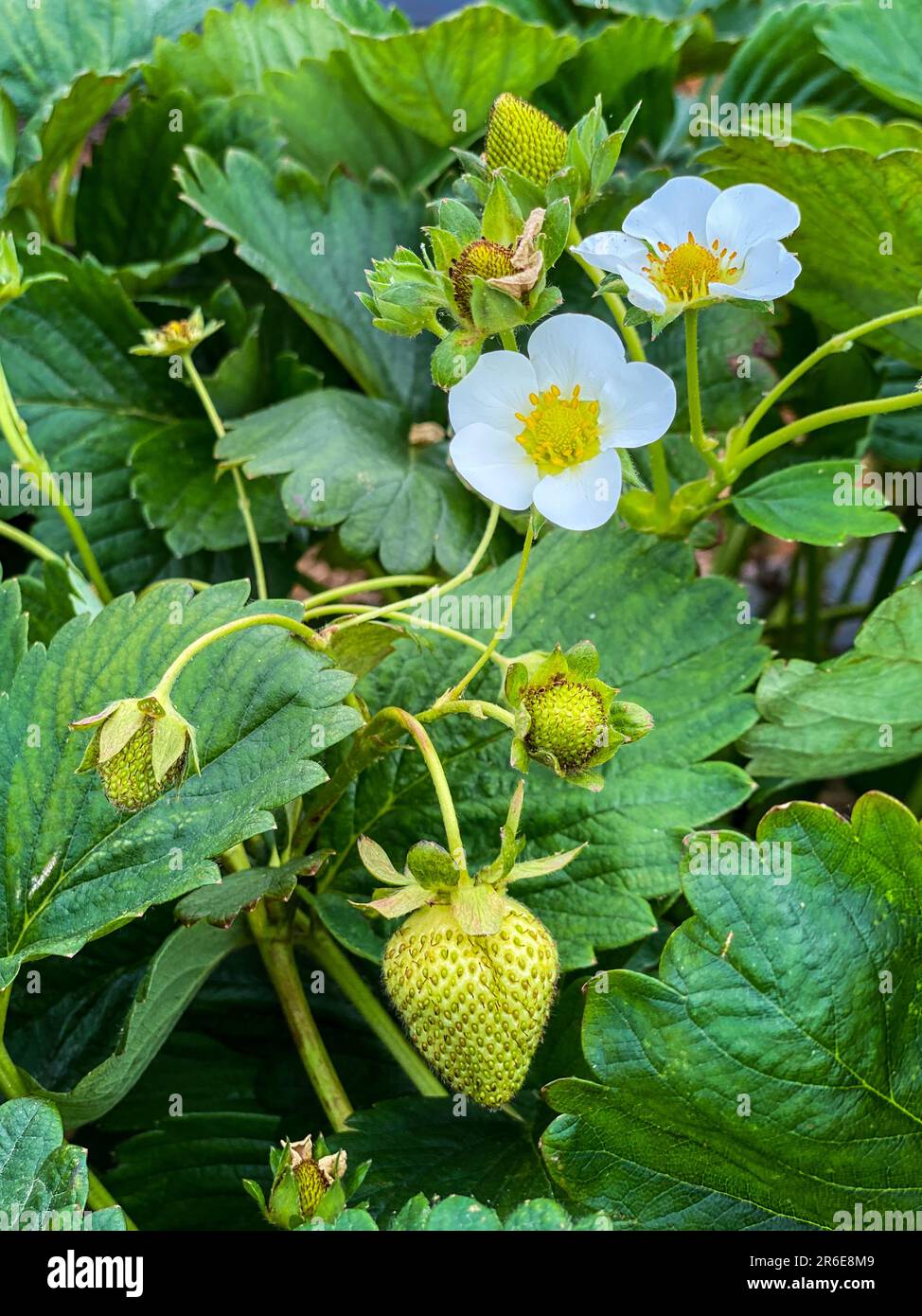 Close-up view of strawberry plant Stock Photo - Alamy