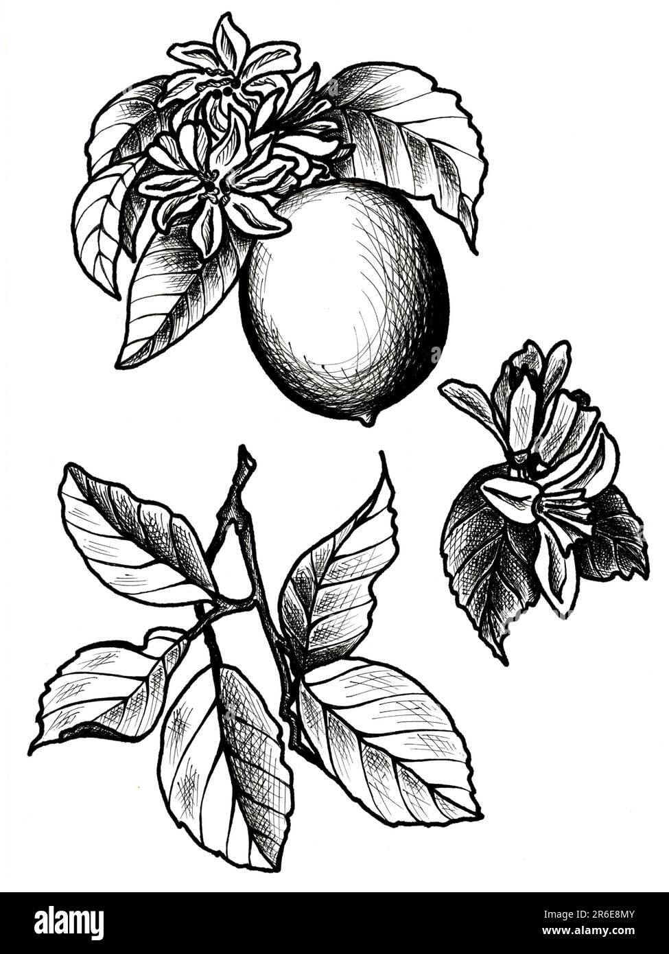 Set of lemon with leaves and flowers. JPEG hand drawn botanical ...
