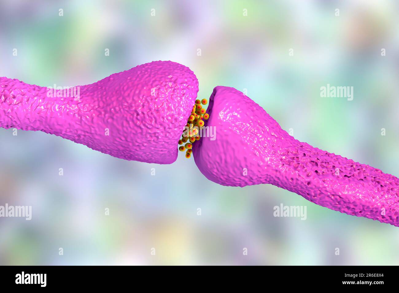 Nerve synapse. Computer artwork of a junction, or synapse, between two nerve cells (neurons). As ...