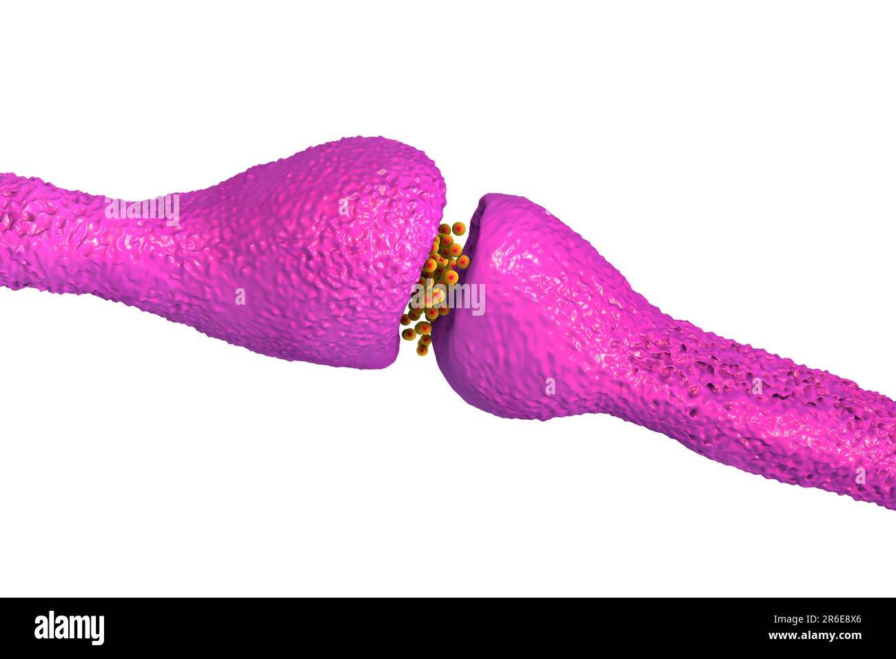 Nerve synapse. Computer artwork of a junction, or synapse, between two ...