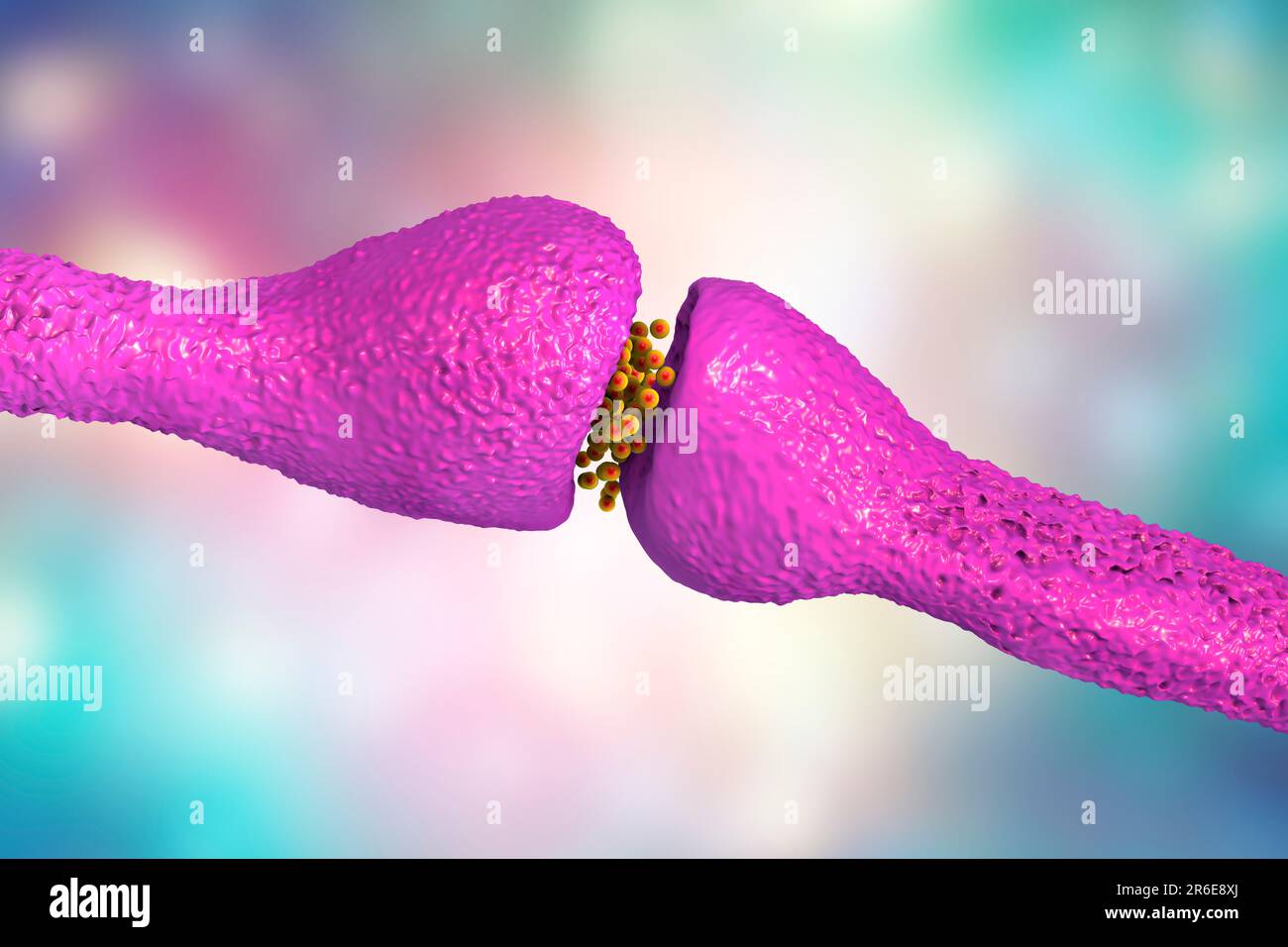 Nerve synapse. Computer artwork of a junction, or synapse, between two ...