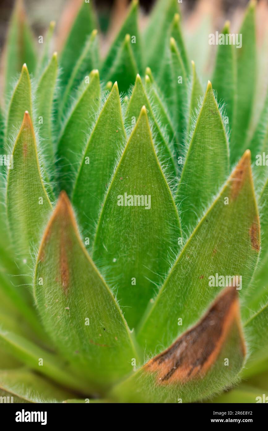 Colombian flora hi-res stock photography and images - Alamy