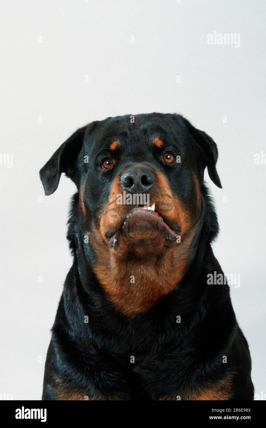 Rottweiler face hi-res stock photography and images - Alamy