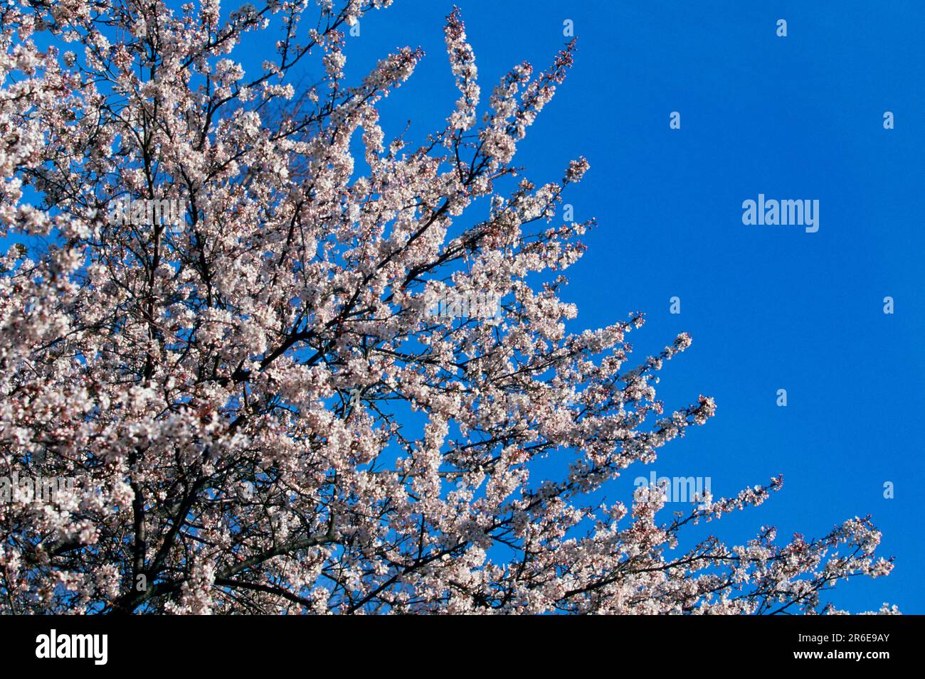 Prunus x yedoensis (Prunus x yedoensis), flowering Stock Photo - Alamy