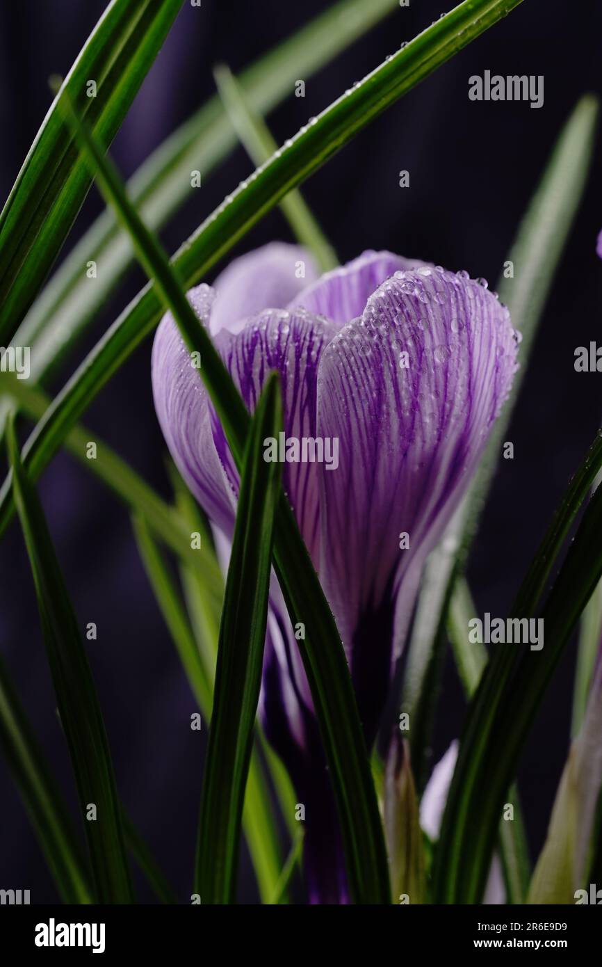 Saffron flower hi-res stock photography and images - Alamy