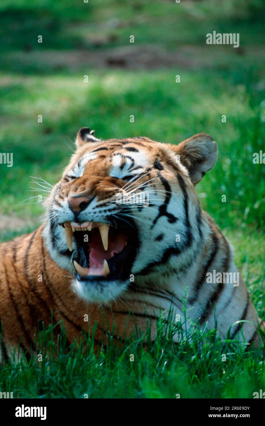 Tiger posture hi-res stock photography and images - Alamy