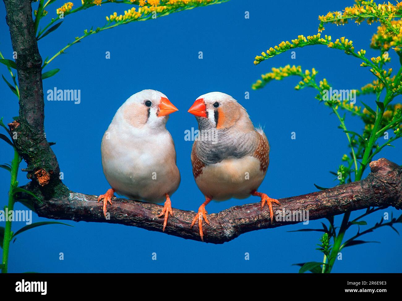 White Zebra Finch Pair