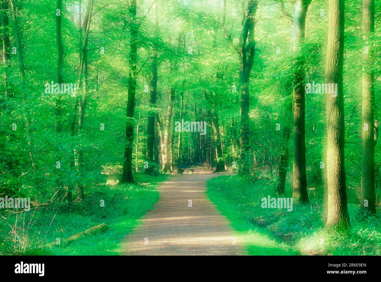 Forest path in spring, North Rhine-Westphalia, Germany Stock Photo - Alamy