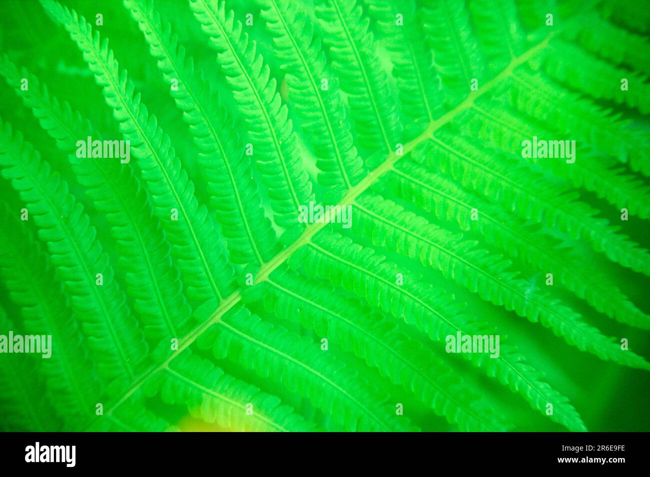 Transparent fern hi-res stock photography and images - Alamy