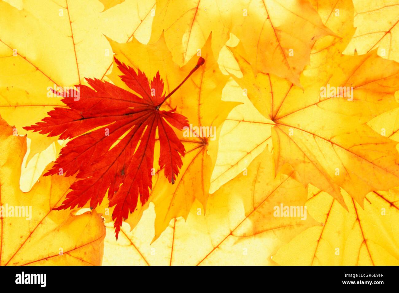 Norway maple (Acer platanoides) and downy japanese maple (Acer ...