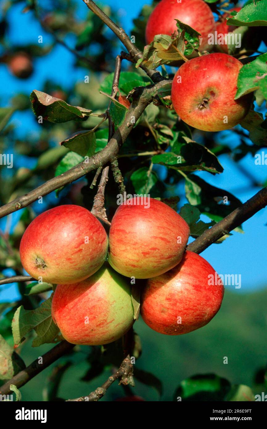 Apple on a branch Stock Photo - Alamy