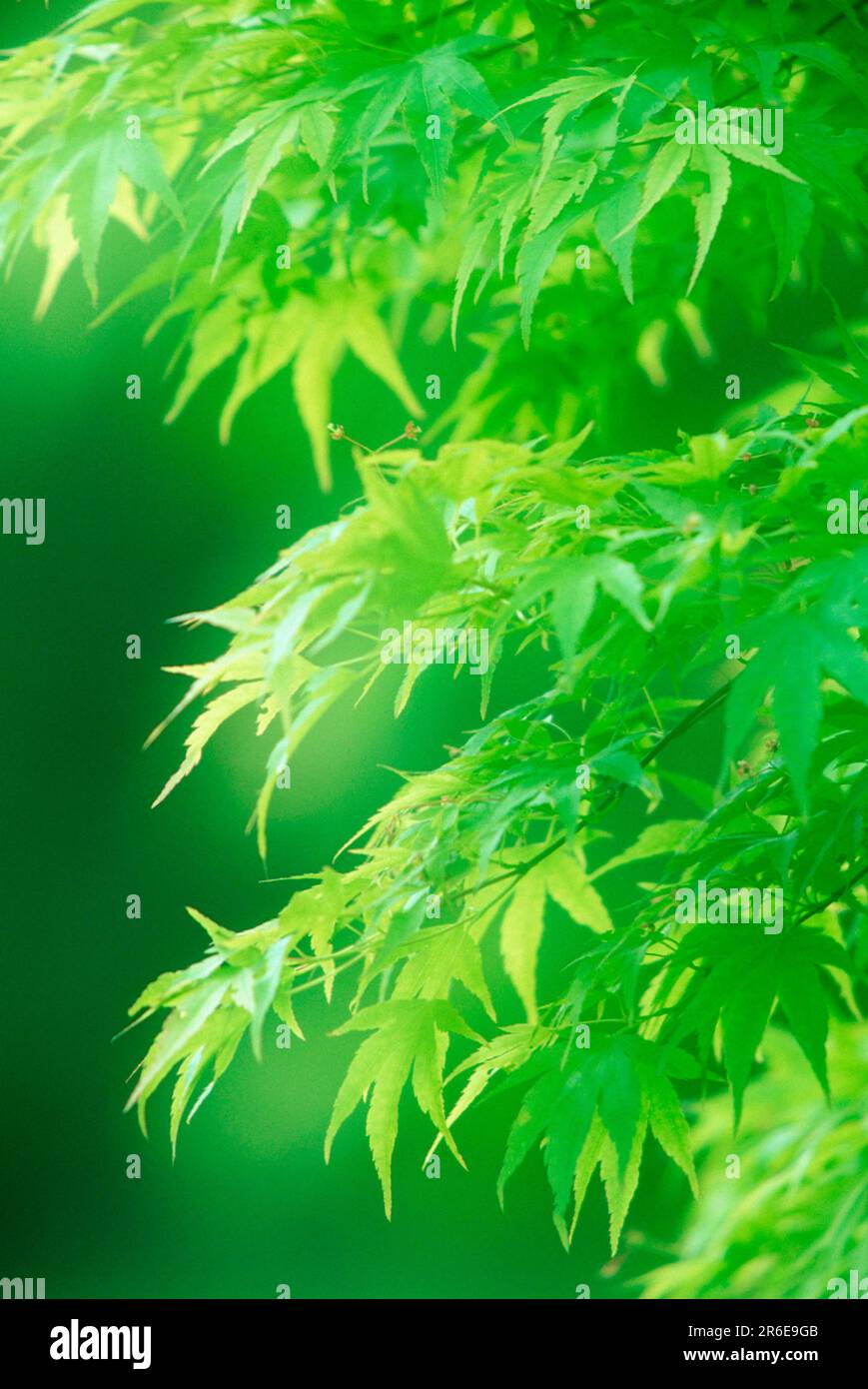 Acer palmatum foliage hi-res stock photography and images - Alamy