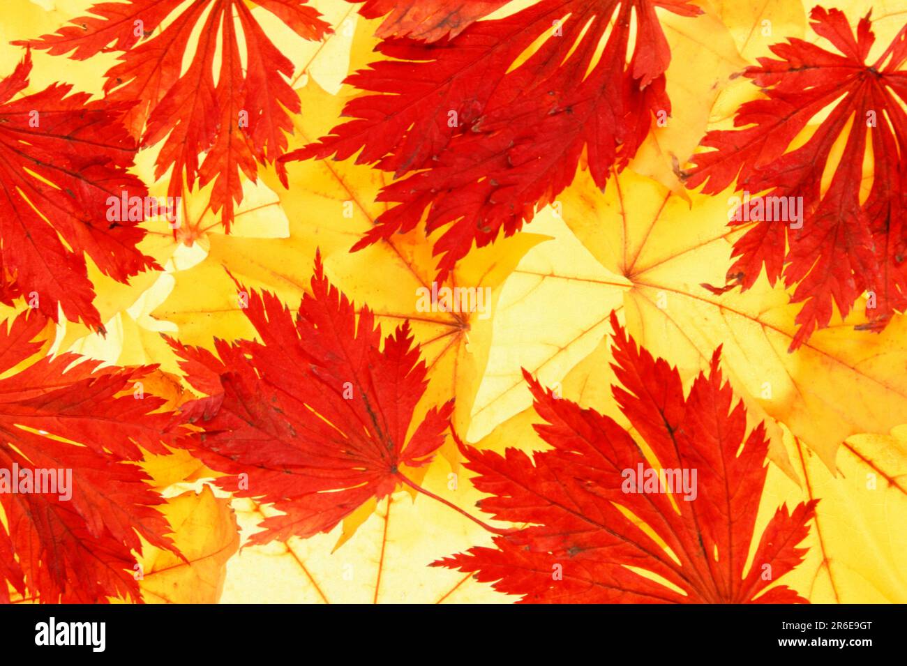 Norway maple (Acer platanoides) and Japanese maple, autumn foliage ...
