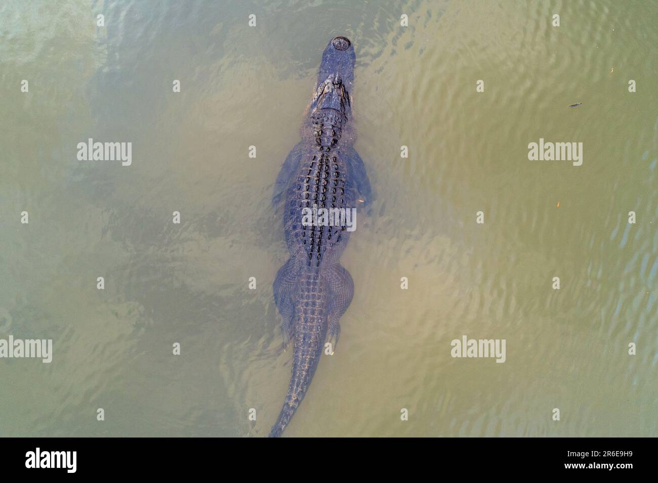 Aerial view of an adult American Alligator Stock Photo - Alamy