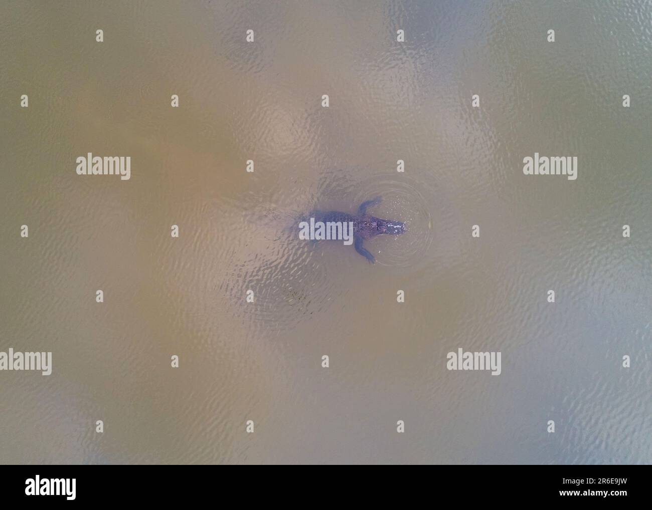 Aerial view of an adult American Alligator Stock Photo - Alamy