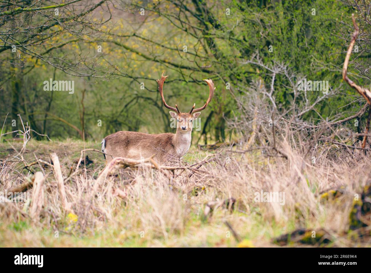 Red deer stag with antlers in spring, forest of Amsterdamse ...