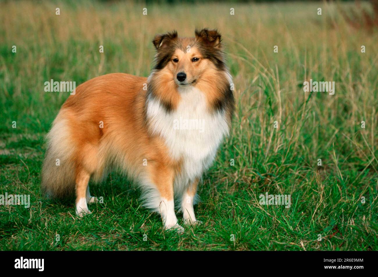 Adult sheltie hi-res stock photography and images - Alamy