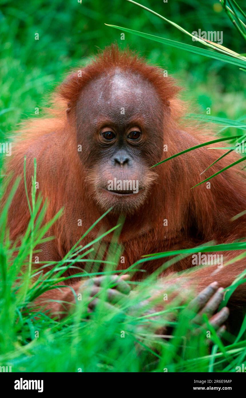 Young Sumatran orangutan (Pongo pygmaeus abelii Stock Photo - Alamy
