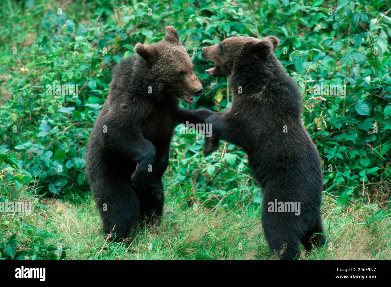 European brown bears (Ursus arctos), cubs playing with each other ...
