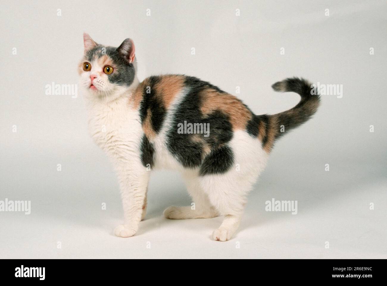 British shorthair cat, blue/tortie on white, BKH, sideways Stock Photo ...