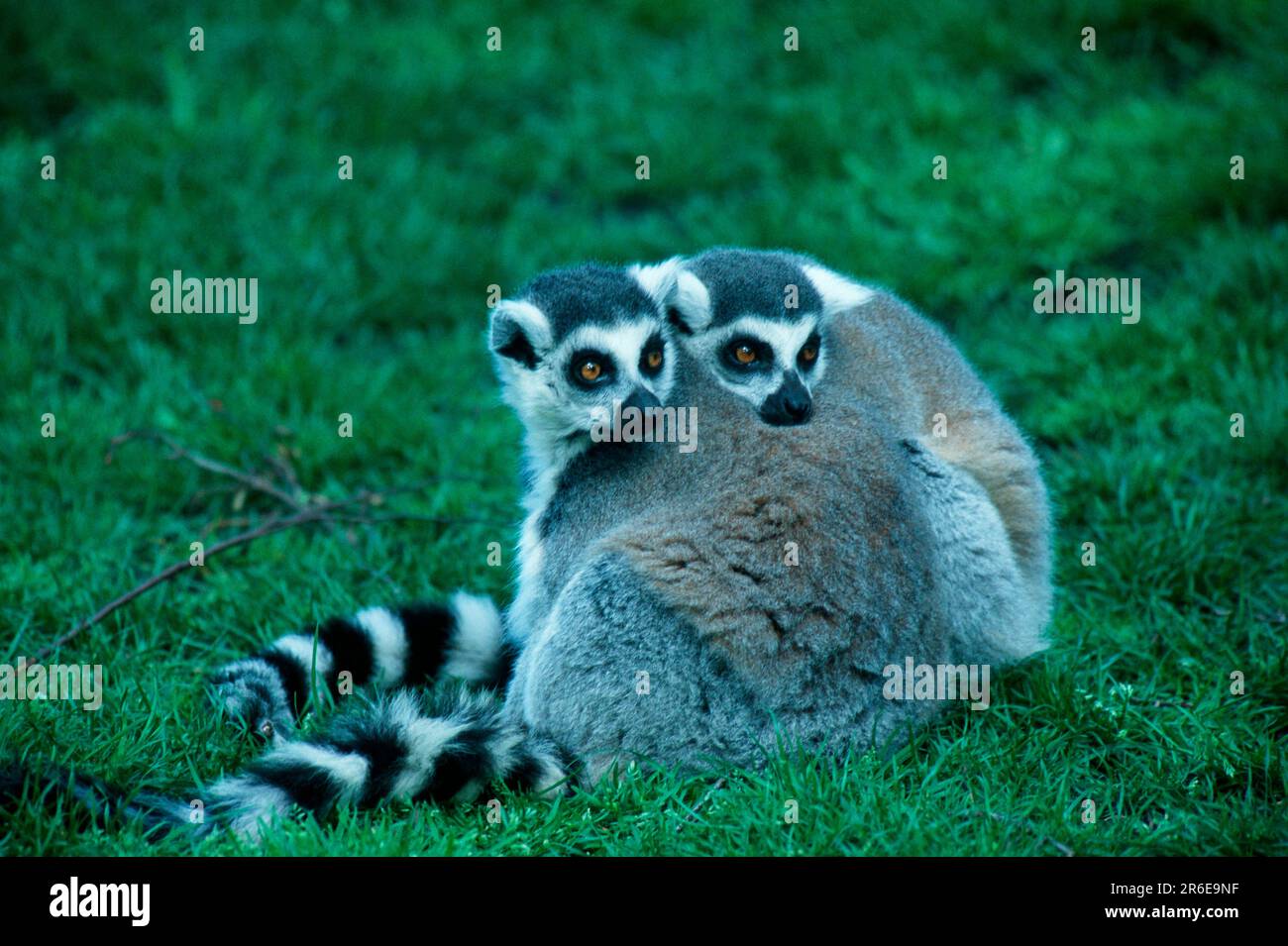 Two ring tailed lemurs sit hi-res stock photography and images - Alamy