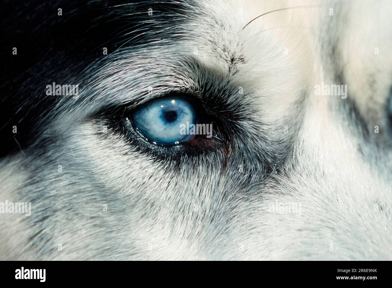 Siberian Husky, eye Stock Photo - Alamy