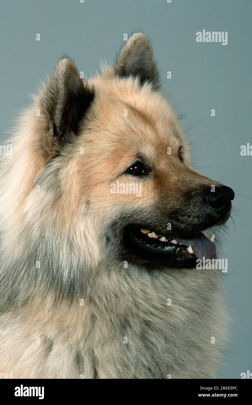 Grey fawn hi-res stock photography and images - Alamy