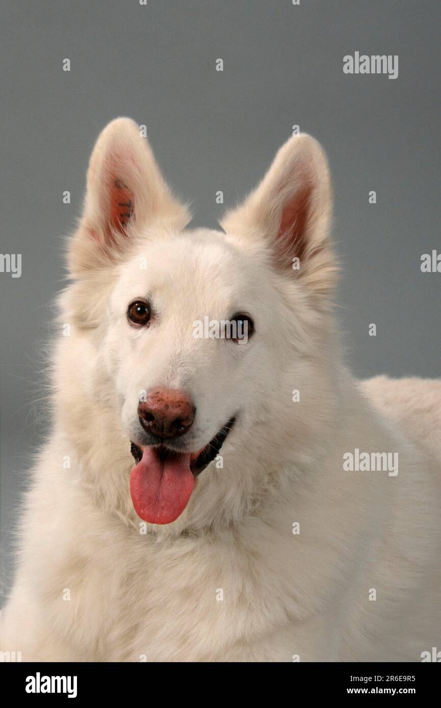 White shepherd portrait hi-res stock photography and images - Alamy