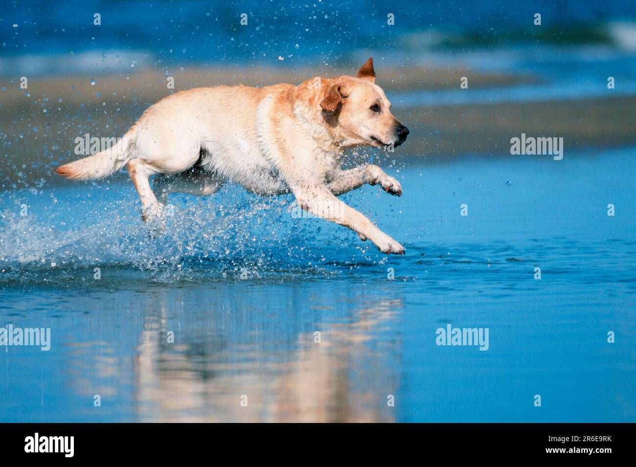 Labrador coast and wildlife hi-res stock photography and images - Alamy