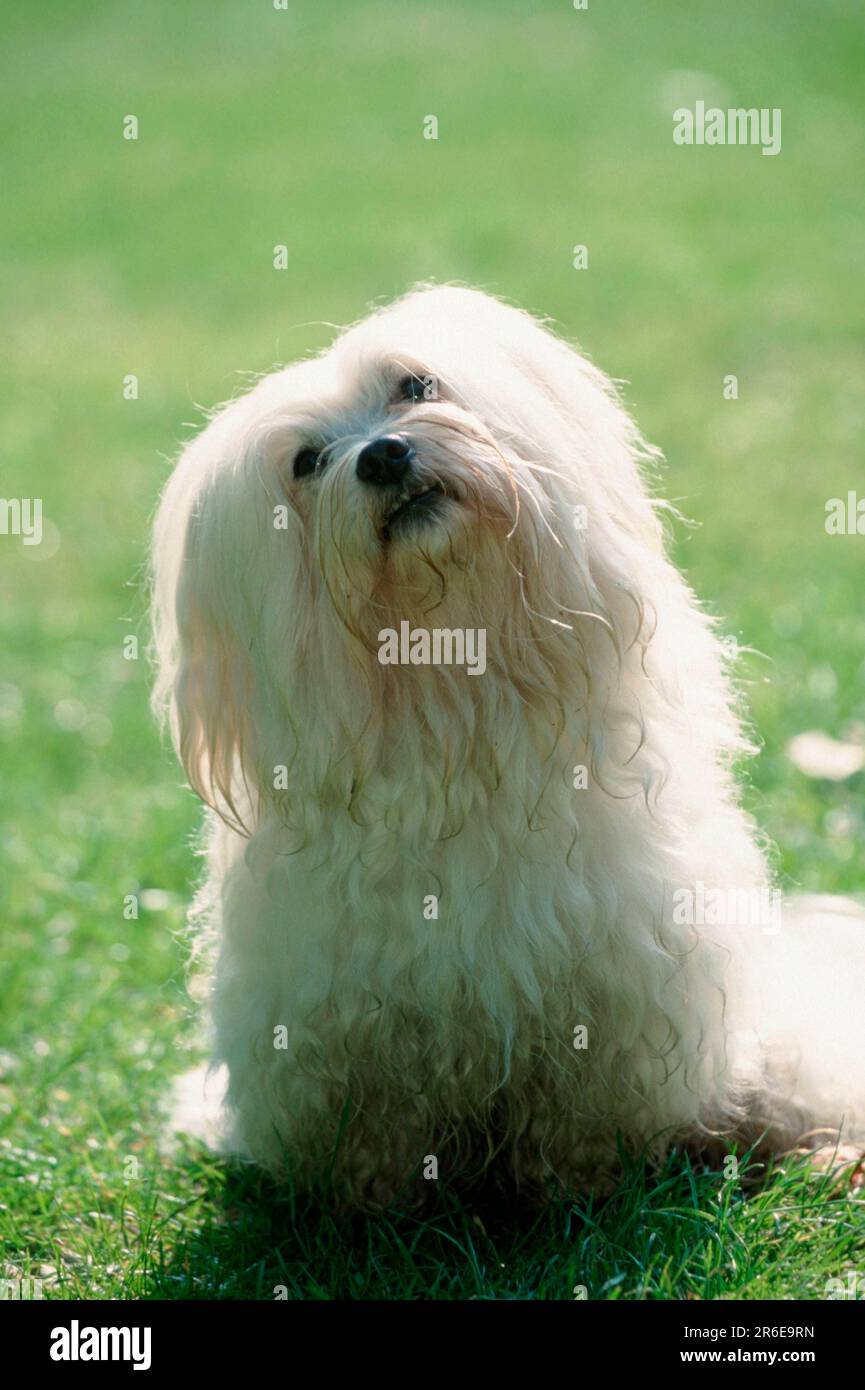 Maltese mood hi-res stock photography and images - Alamy