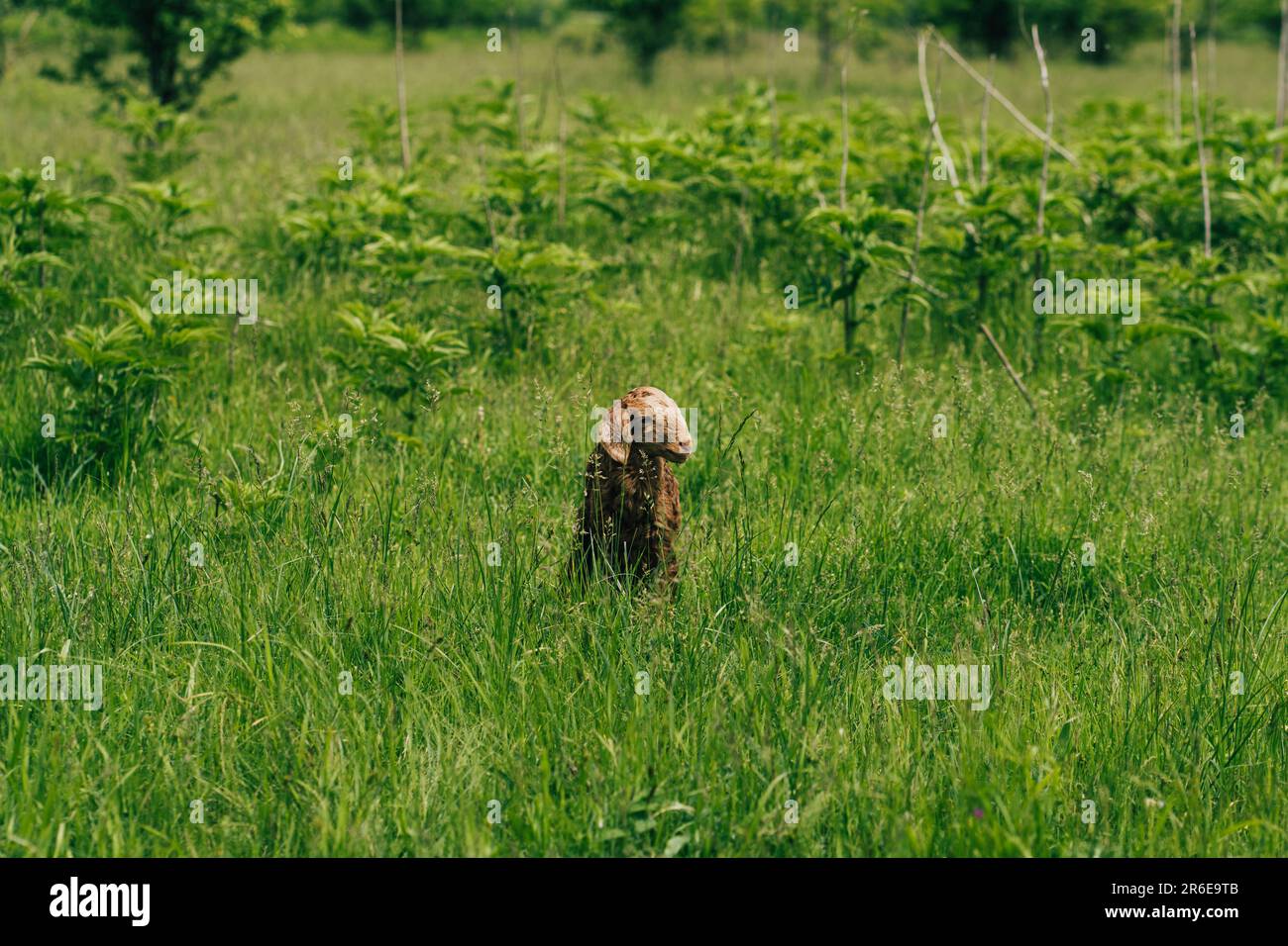 lamb hiding in the grass Stock Photo - Alamy