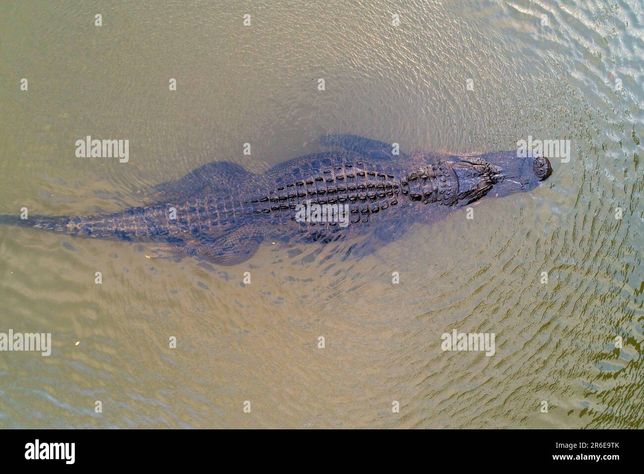 Aerial view of an adult American Alligator Stock Photo - Alamy
