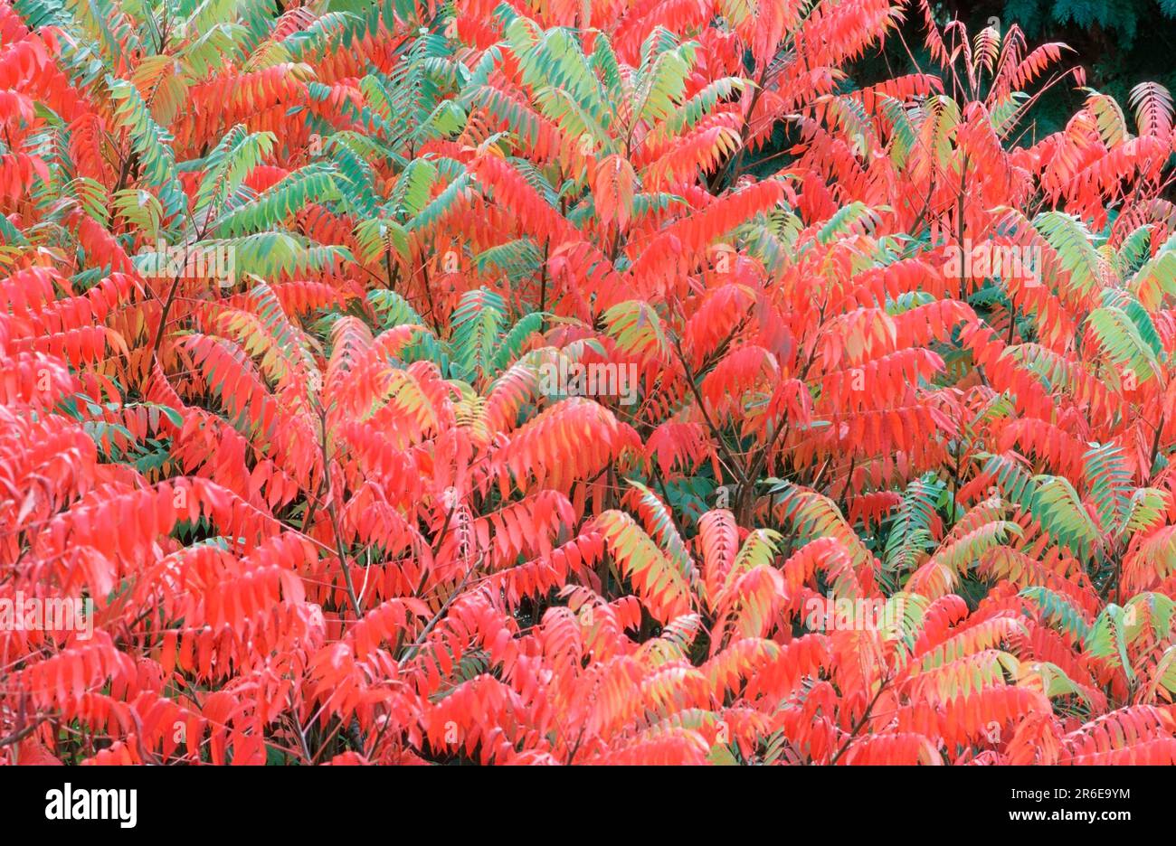 Staghorn Sumac (Rhus typhina Stock Photo - Alamy