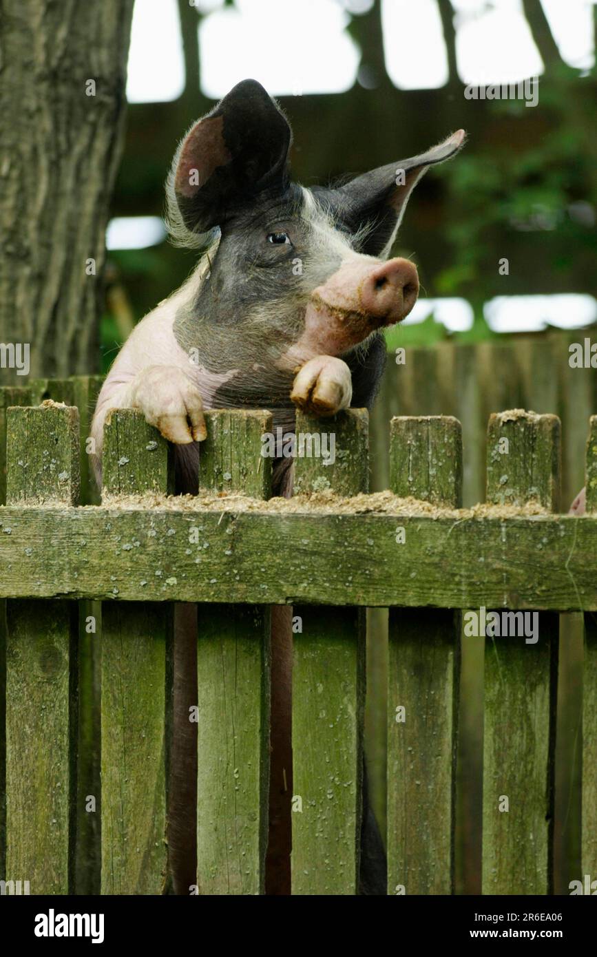 Pig fence hi-res stock photography and images - Alamy