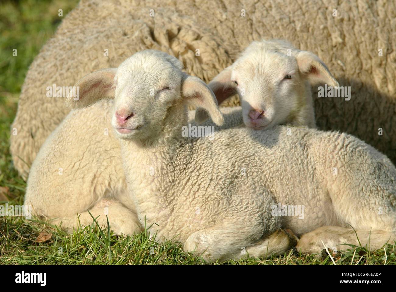 Merino sheep, lambs, lamb, sheep, sheep Stock Photo - Alamy