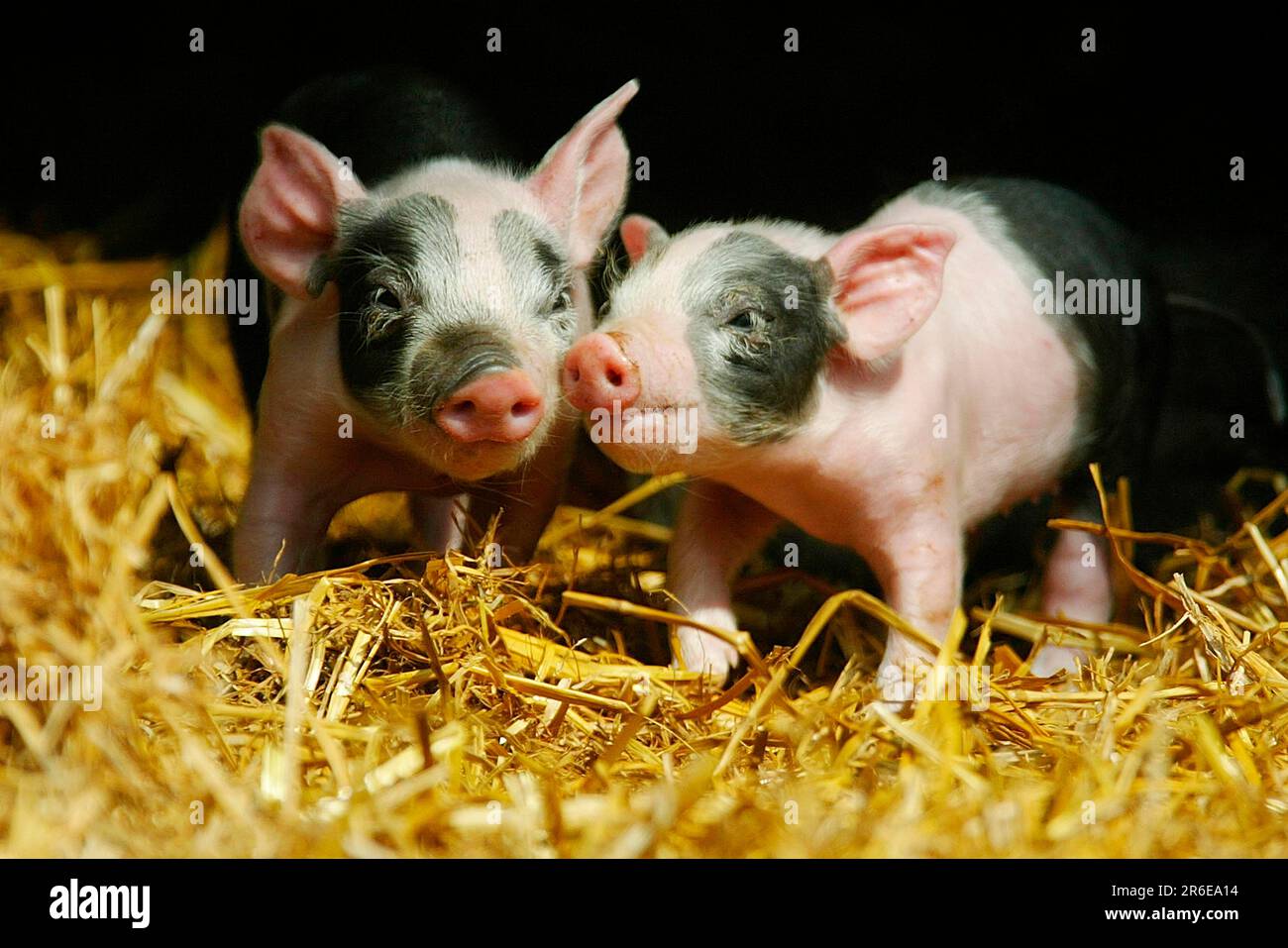 Pigs in barn hi-res stock photography and images - Alamy