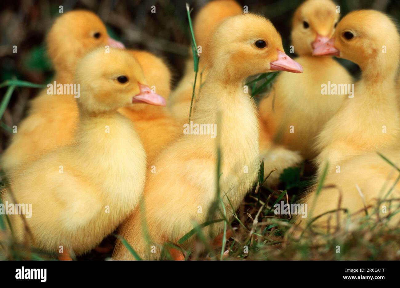 Domesticated muscovy ducks, chicks, domestic ducks Stock Photo - Alamy