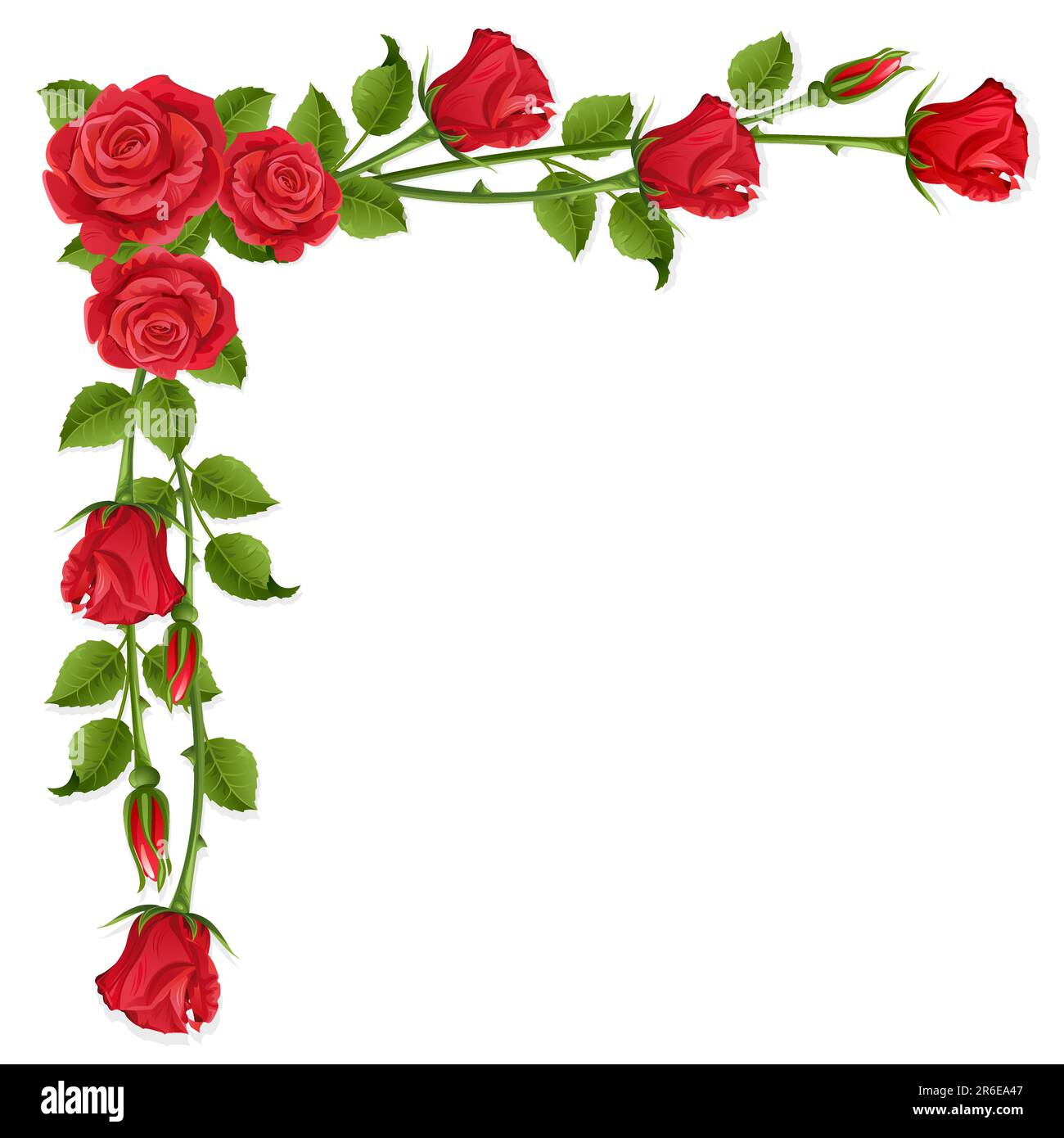 White background with red roses Stock Vector Image & Art - Alamy