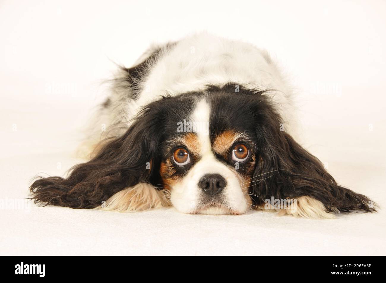 Cavalier King Charles Spaniel, tricolour Stock Photo - Alamy