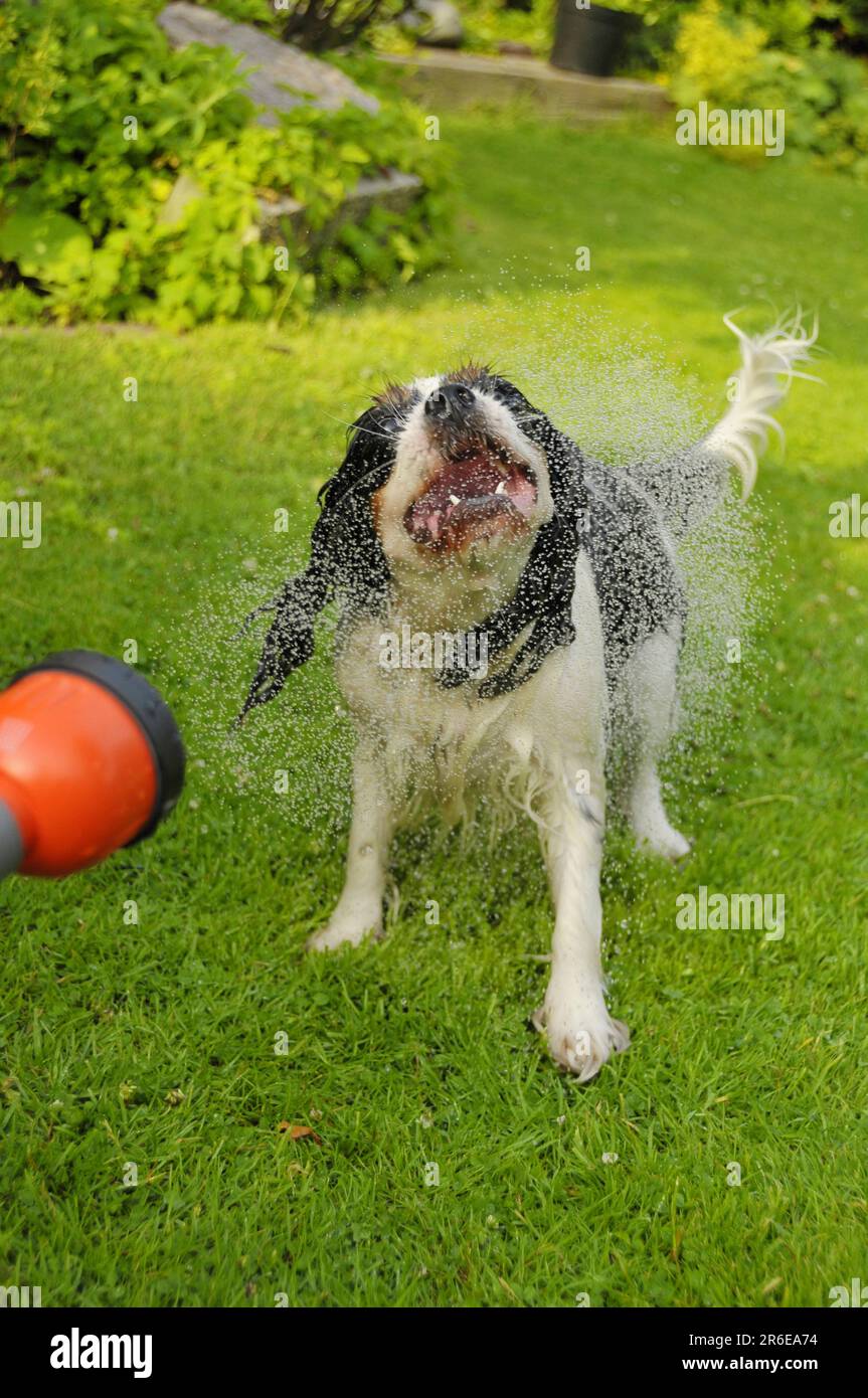 Cavalier King Charles Spaniel, tricolour, plays with water jet Stock ...