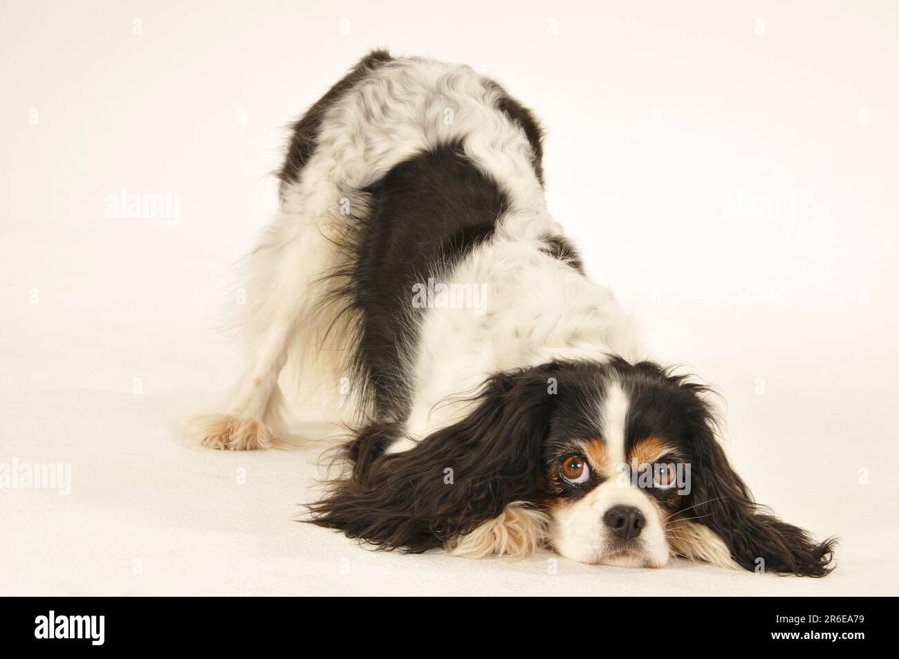 Cavalier King Charles Spaniel, tricolour, bow, bowing, trick, play ...