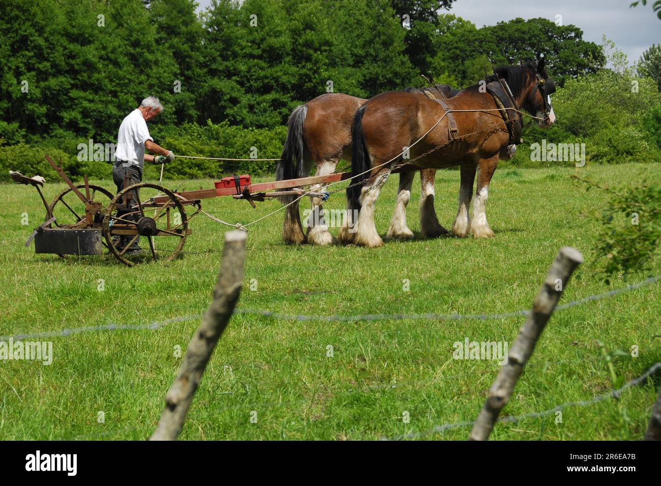 Shire horses in front of plough, Killarney National Park, County Kerry ...