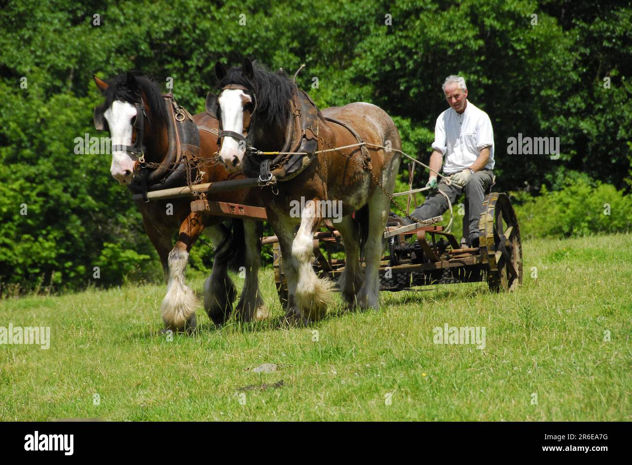 Shire horses in front of plough, Killarney National Park, County Kerry ...