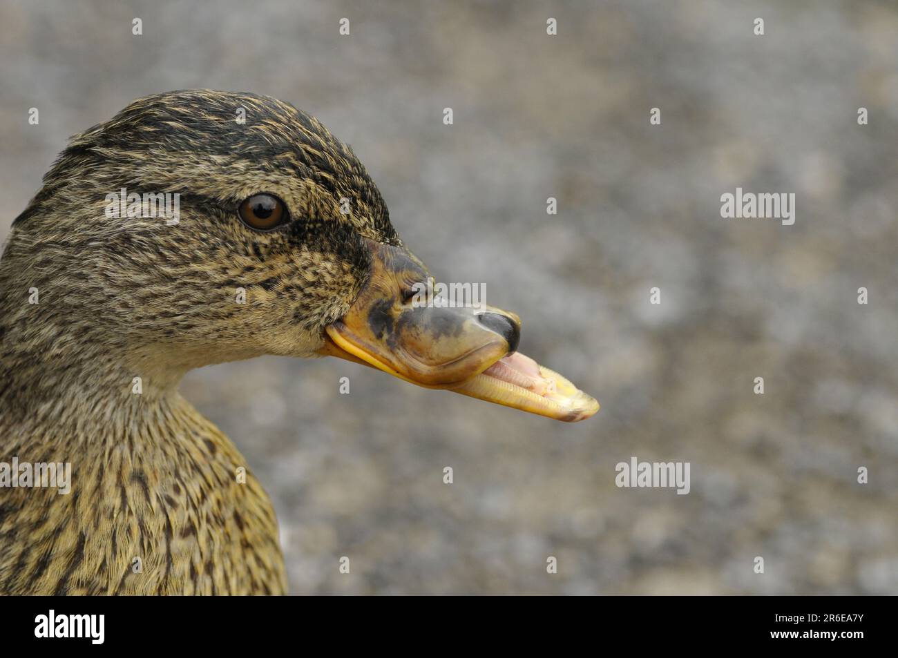 Mallard (Anas platyrhynchos), female, malformed beak, beak malformation ...