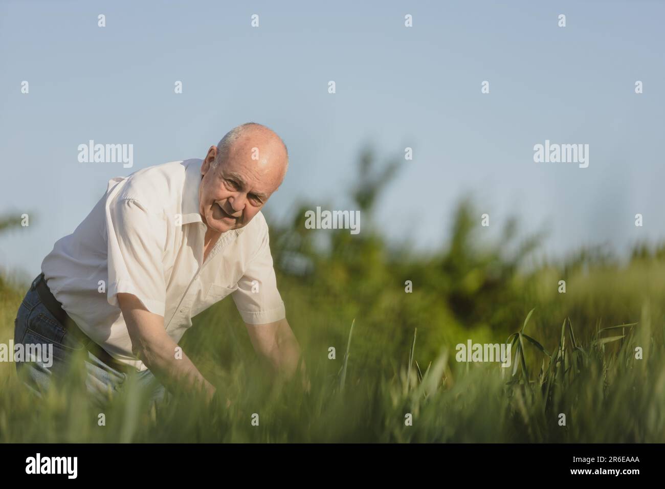 old man's hands touch the wheat in the field, farmer Stock Photo - Alamy